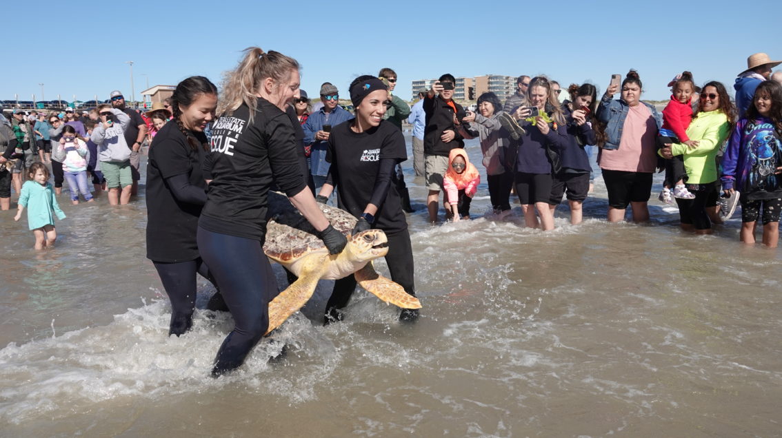 Texas State Aquarium Releases Nine Endangered Loggerhead Sea Turtles