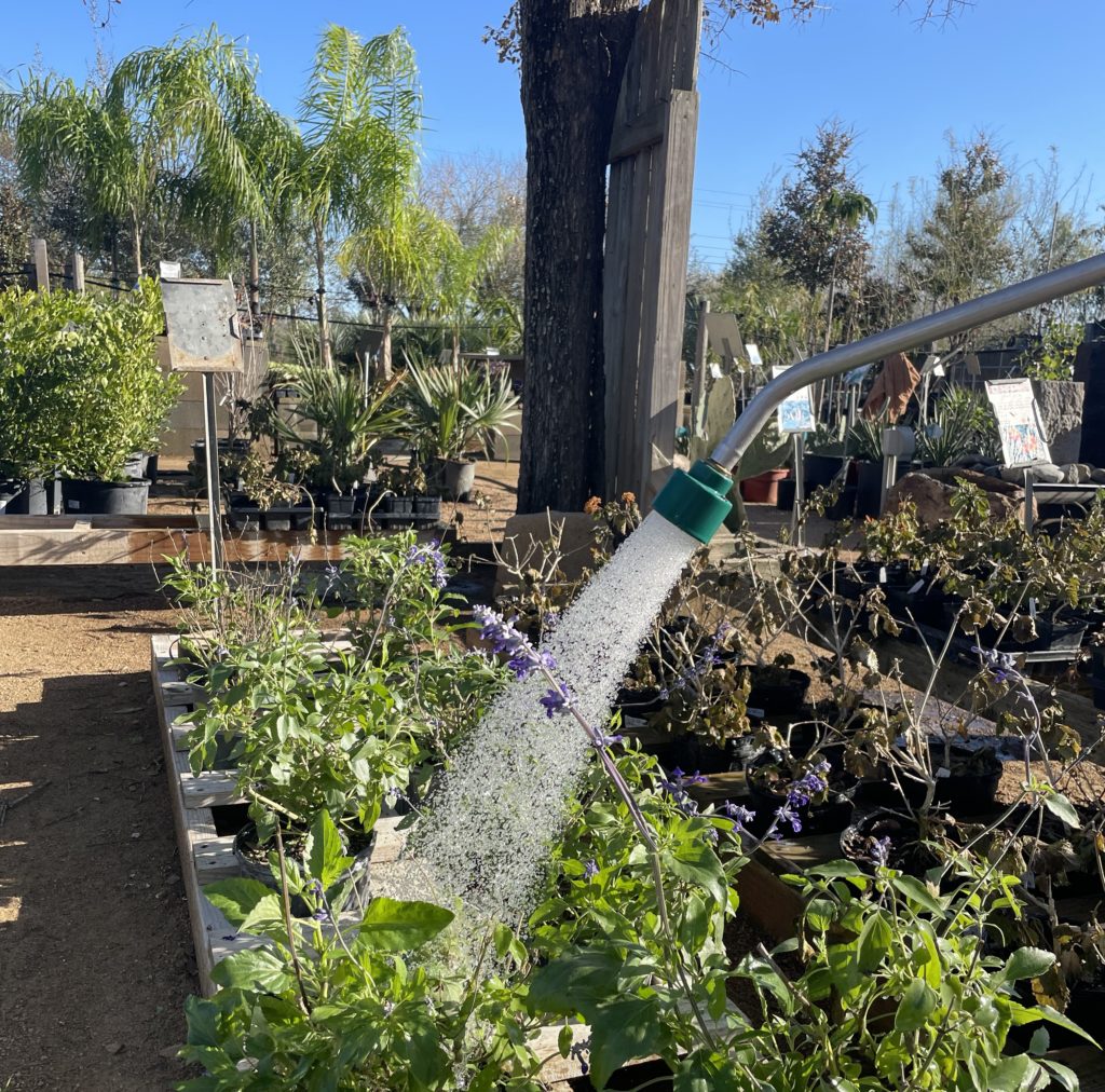 Gill Garden Center Shares Their Post-Freeze To-Do's