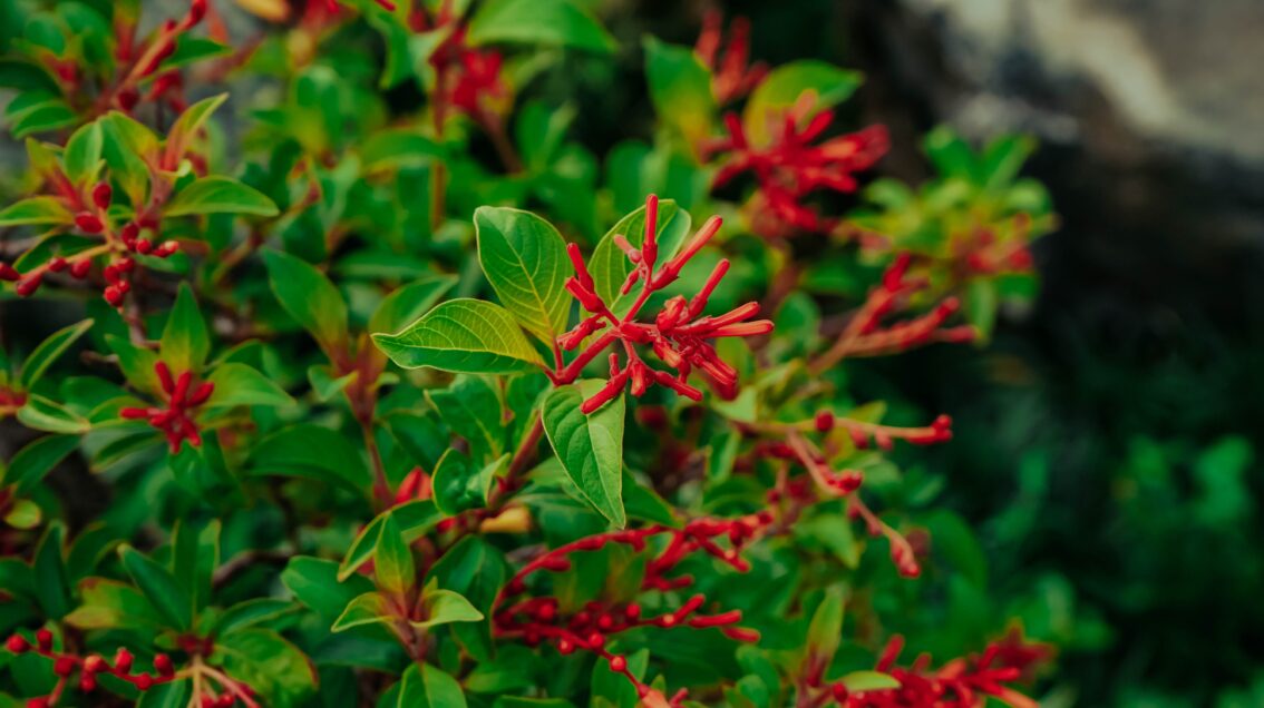 Now Growing: Firebush